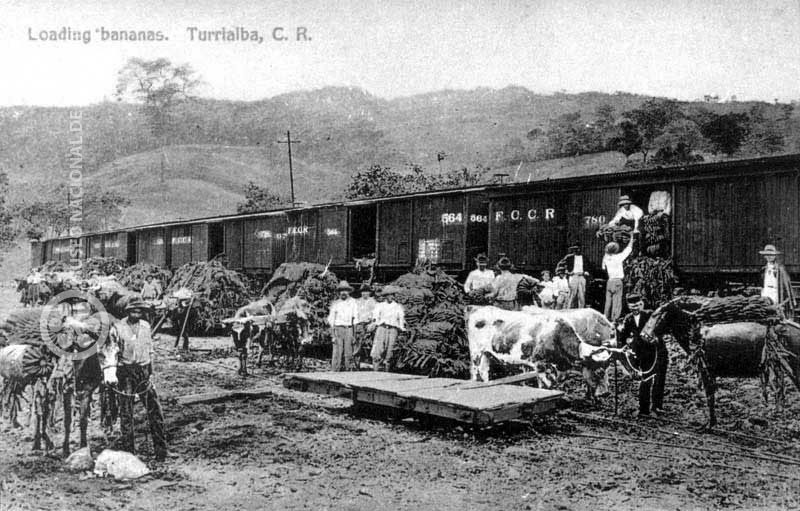 Musa paradisiaca: Historia del banano en Costa Rica